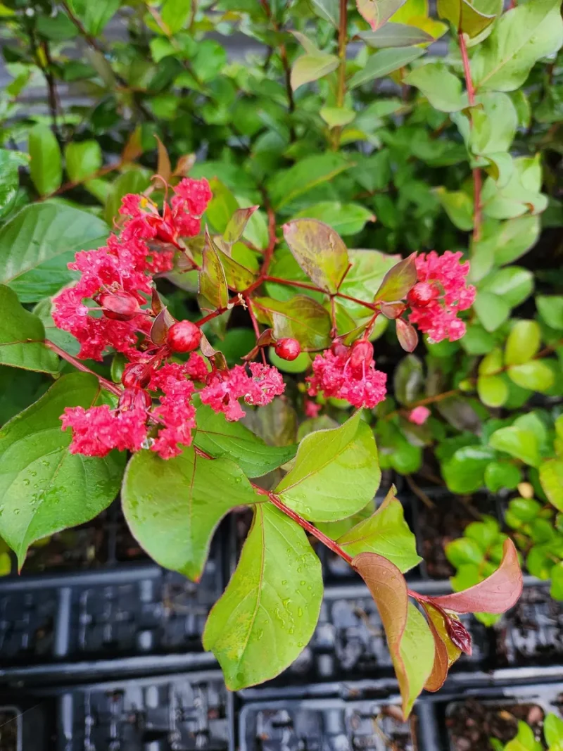 Red Crape Myrtle Plants - 2 Pack, 4 inch Container
