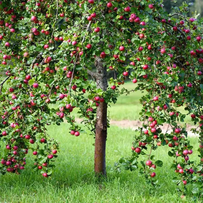 Red Delicious Apple Tree Live Plant - 2ft Quart Pot