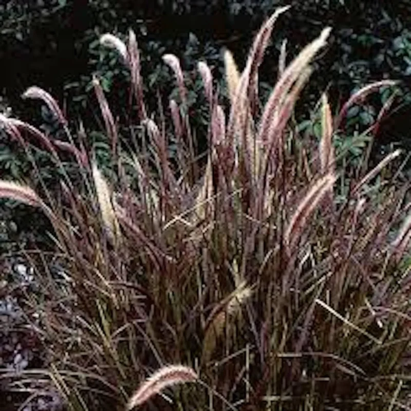 Red Fountain Grass Plant - Perennial Ornamental Grass