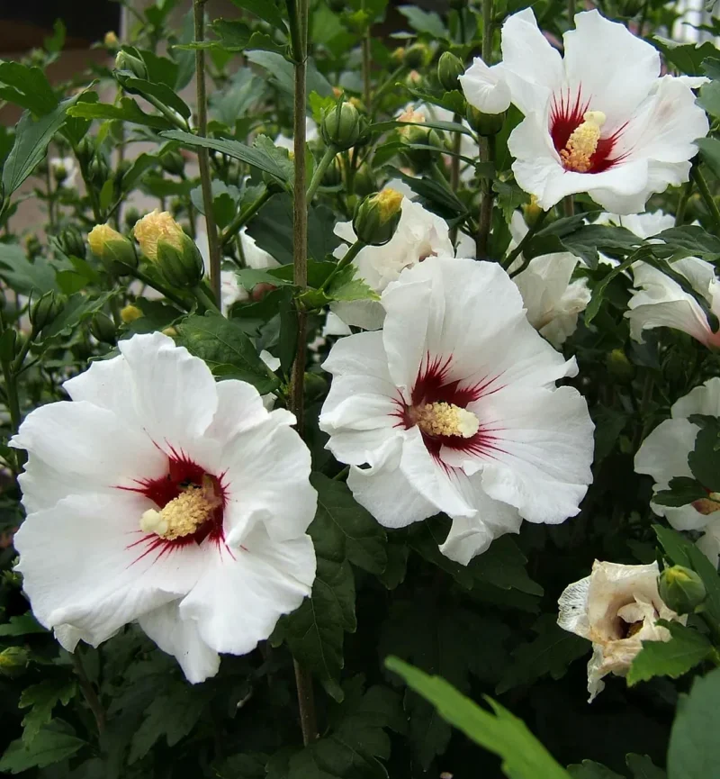 Red Heart Rose of Sharon Bare-root - Hibiscus Syriacus