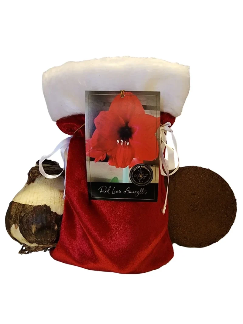 Red Lion Amaryllis Bulb Kit - Grow Vibrant Red Holiday Blooms