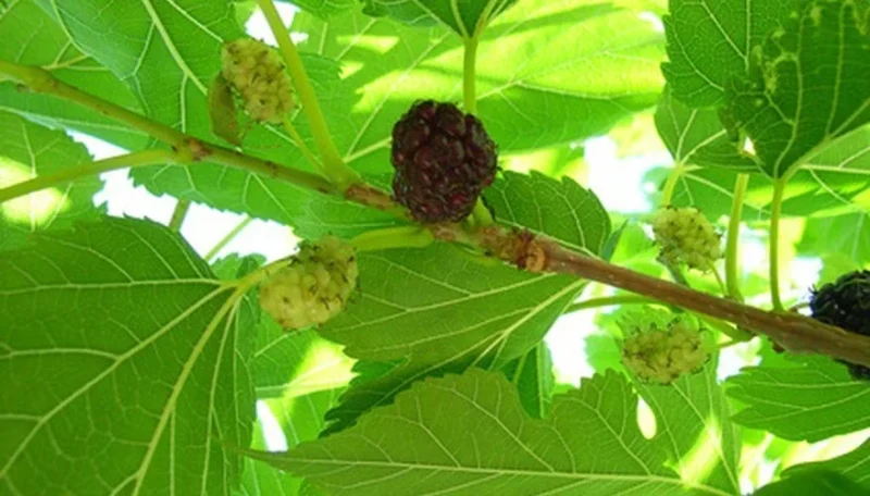 Red Mulberry Live Plants - 16-24 Inches Tall, Set of 2