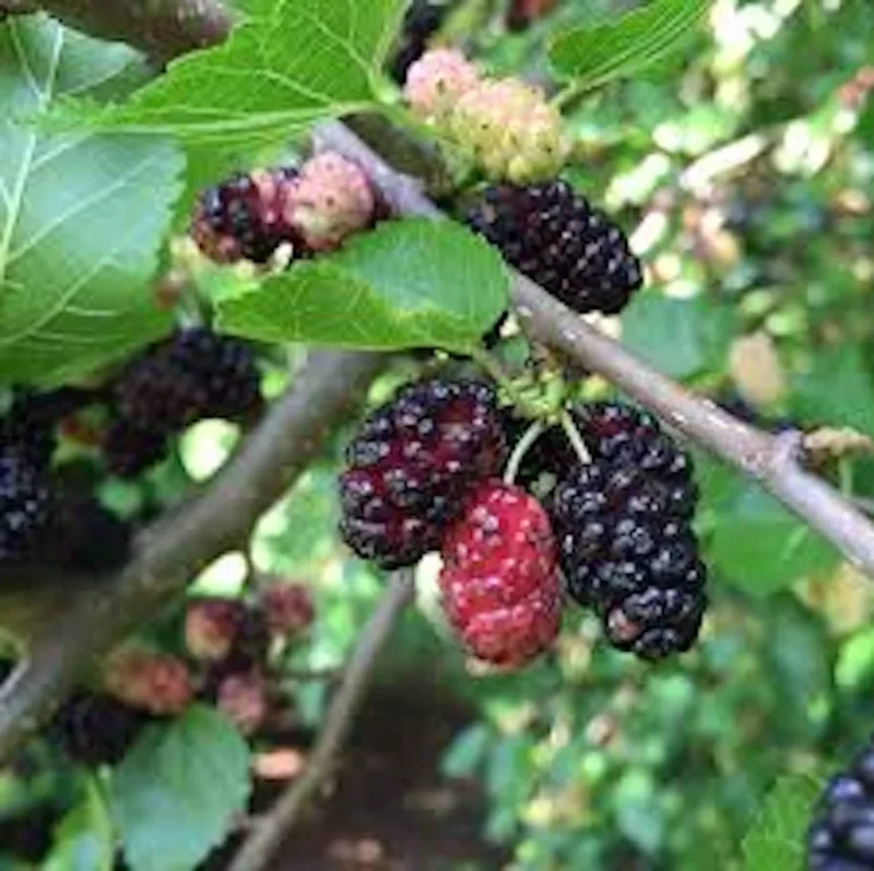 Red Mulberry Tree - 12-24in Bare Root Morus rubra Fruit Tree