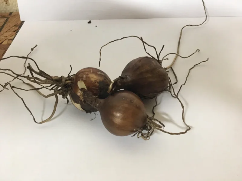 Red Surprise Lily Bareroot Plant | Lycoris Radiata Bulbs