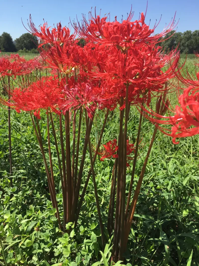 Red Surprise Lily Bareroot Plant | Lycoris Radiata Bulbs