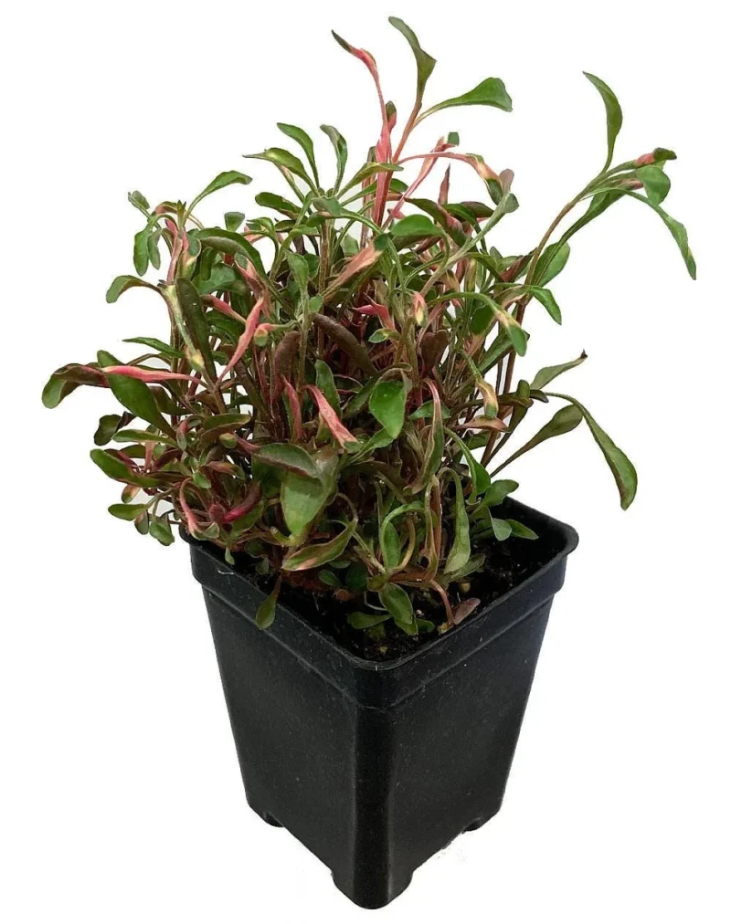 Red Threads Alternanthera Live Plant - 2.5" Pot Houseplant