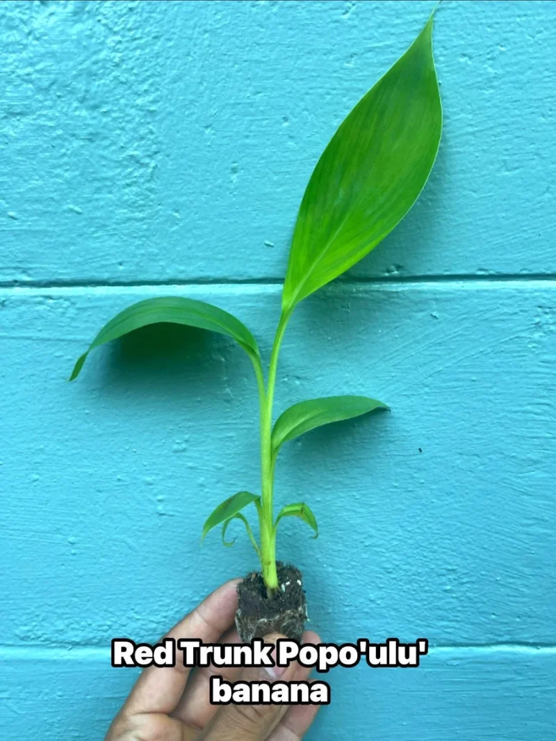 Red Trunk Popo'ulu' Banana Plant - Rare Polynesian Variety