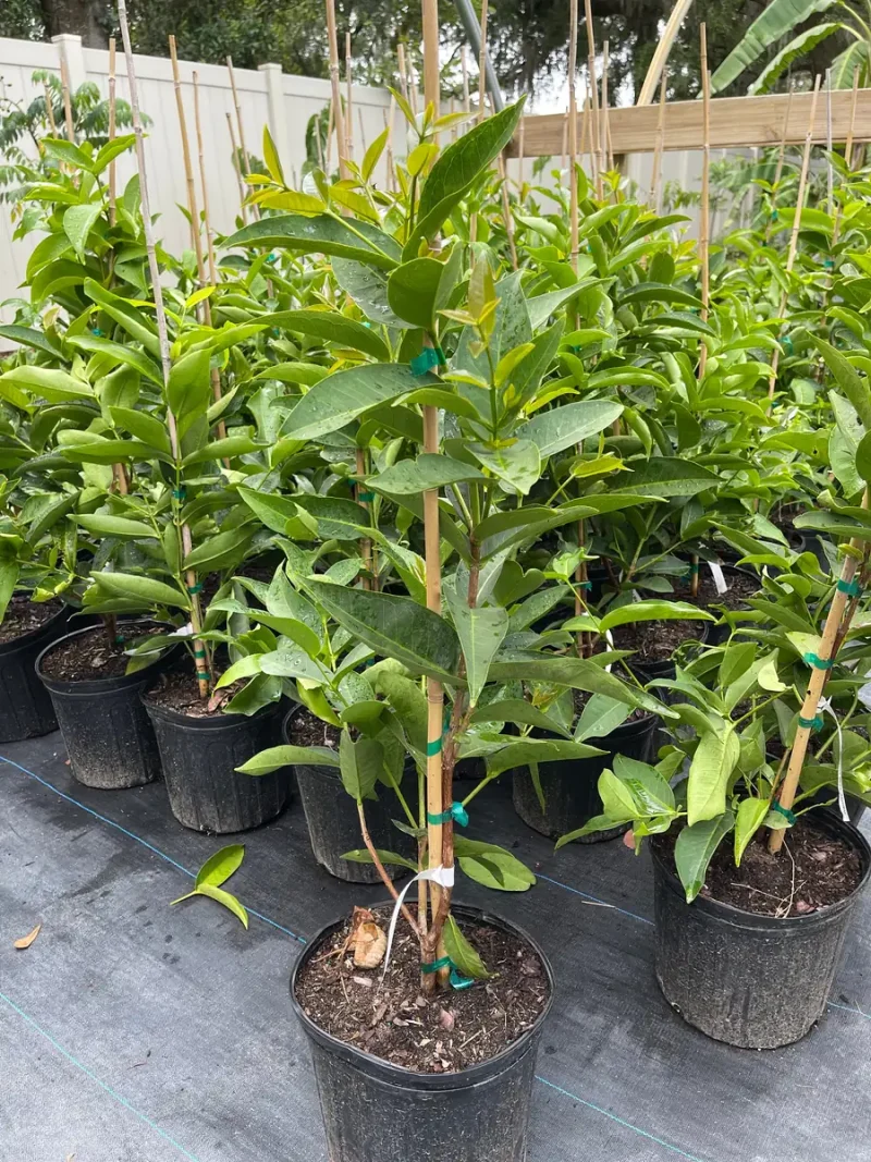 Red Wax Jambu Tree 2-3 Ft Tall - Live Tropical Fruit Plant