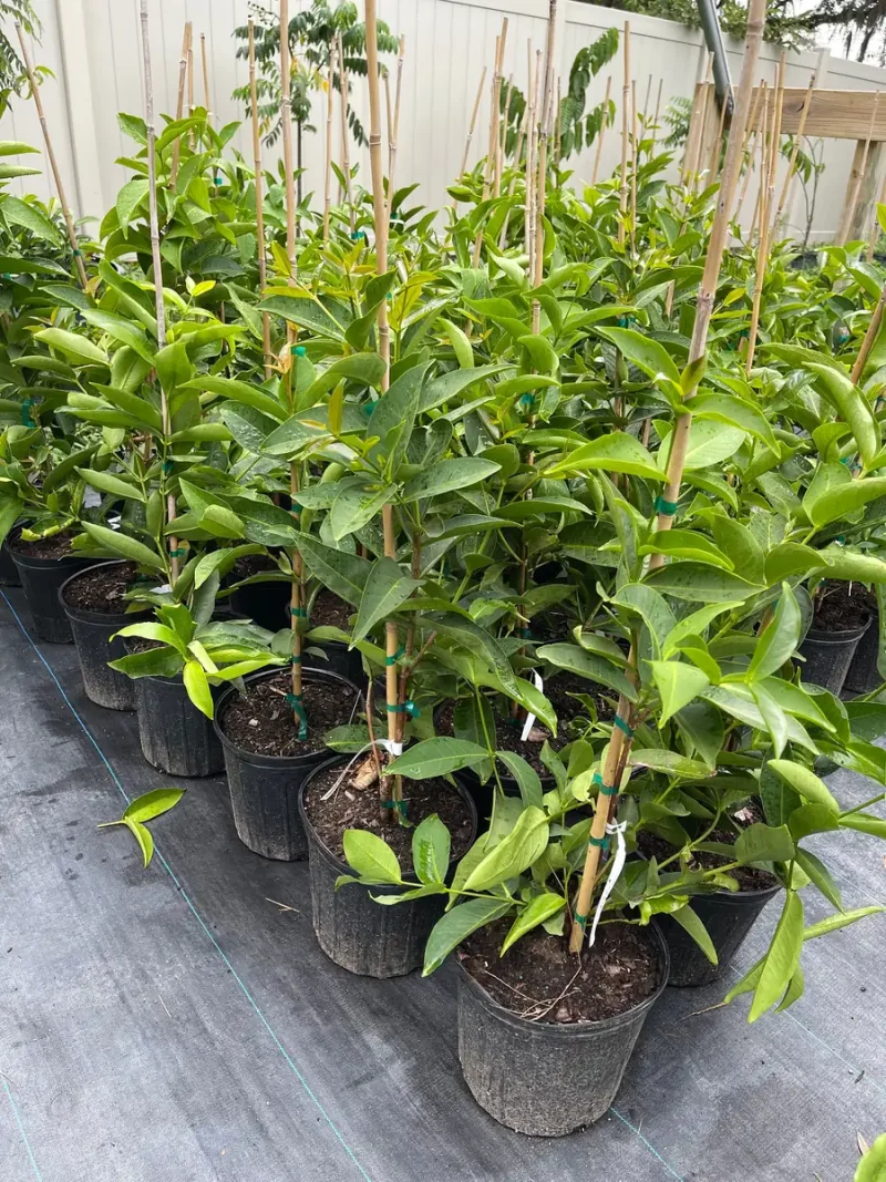 Red Wax Jambu Tree 2-3 Ft Tall - Live Tropical Fruit Plant