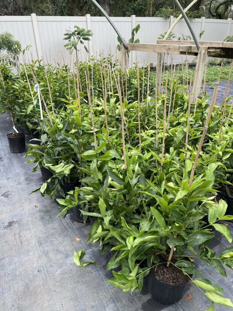 Red Wax Jambu Tree 2-3 Ft Tall - Live Tropical Fruit Plant