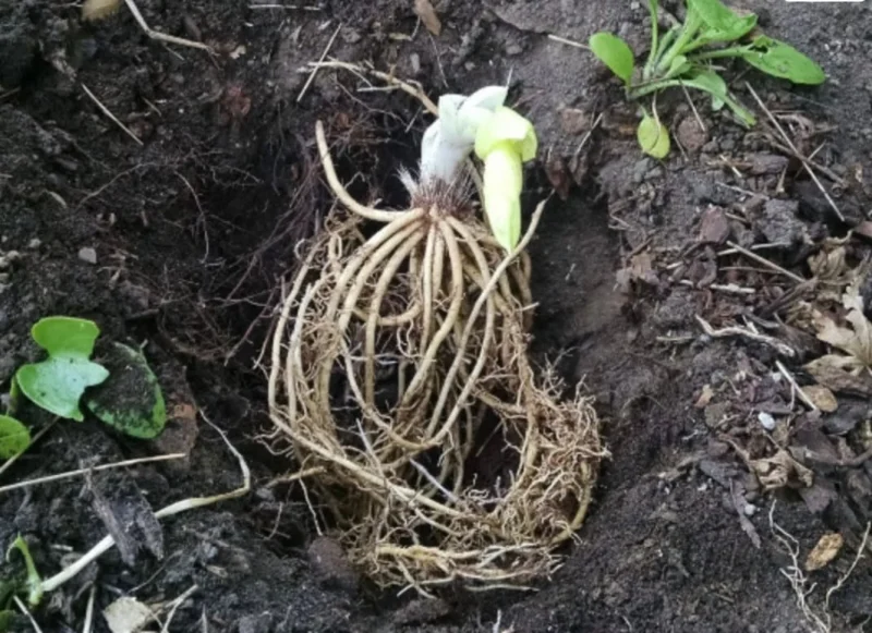 Regal Splendor Hosta Bare Root - Elegant Blue Foliage Perennial