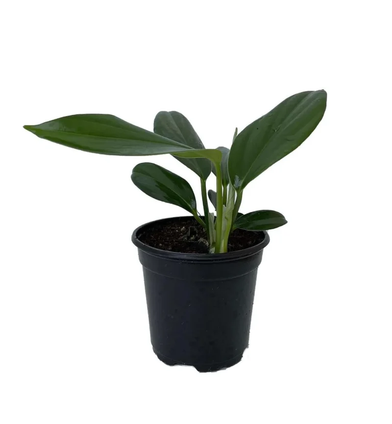 Dragon Tail Rhaphidophora Decursiva Live Plant - 4 inch Pot