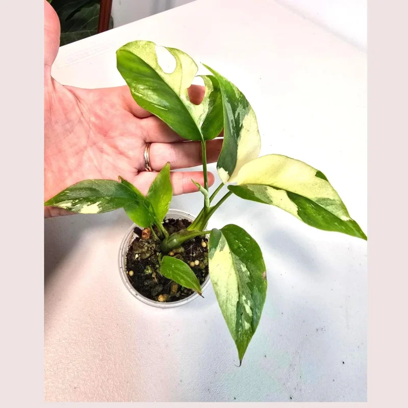 Variegated Rhaphidophora Tetrasperma Albo Live Plant - Rare
