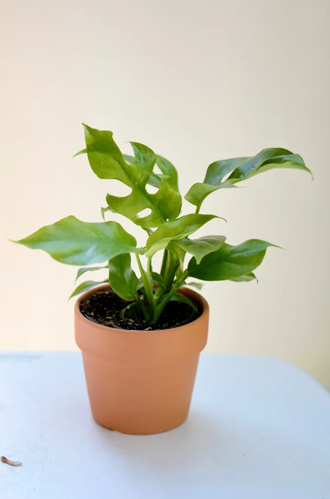Monstera Minima Rhaphidophora Tetrasperma Live Plant 4" Pot