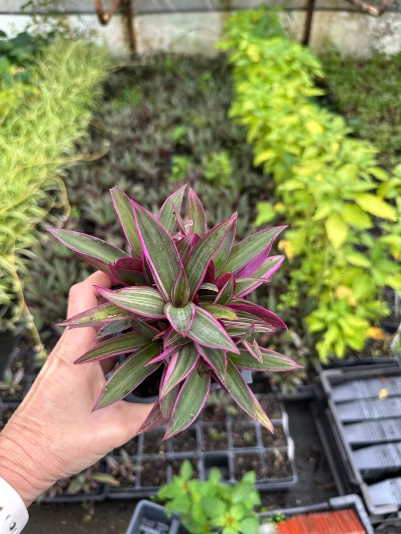 Rhoeo Spathacea Tricolor Live Plant - Moses in the Cradle