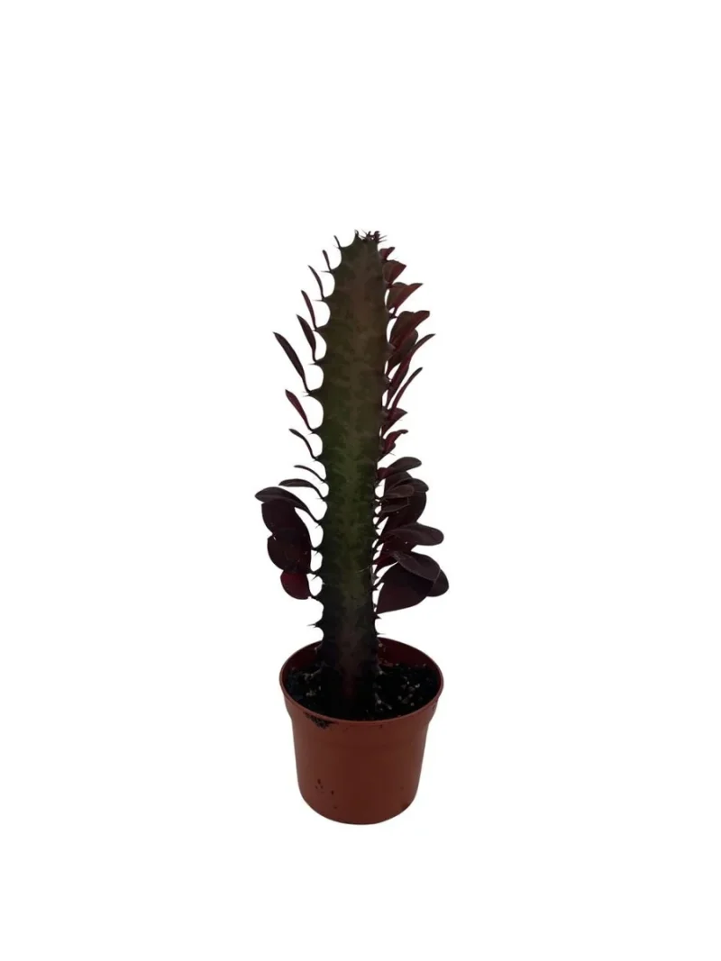 Royal Red African Milk Tree - Euphorbia trigona Live Plant