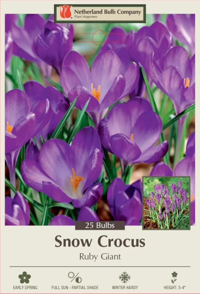 Ruby Giant Snow Crocus Bulbs - Hardy Perennial - 25 Pack