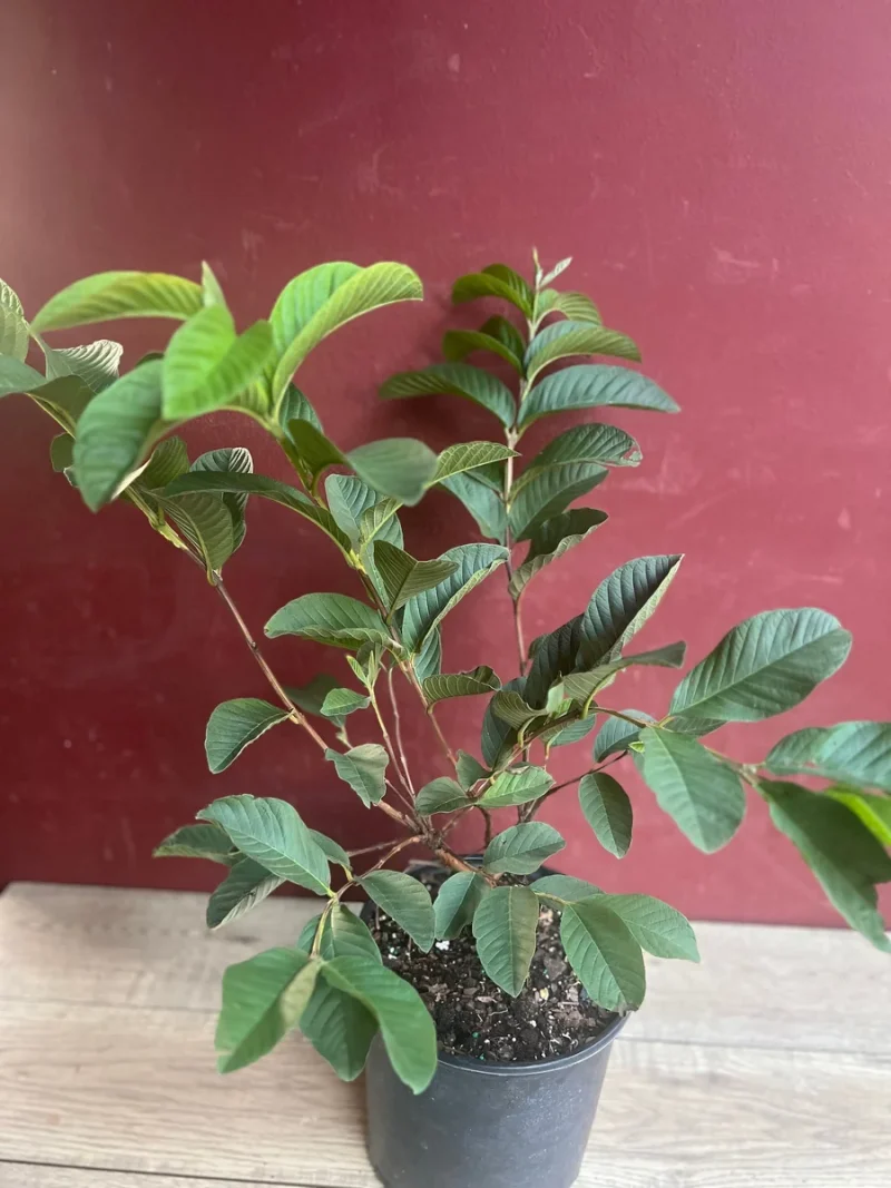 Ruby Supreme Guava Plant - Live Pink Guava Tree in 10" Pot