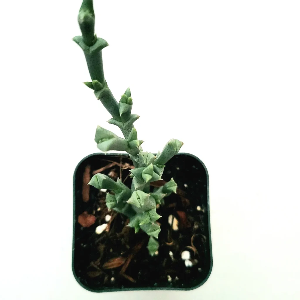 Ruschia uncinata 'Doringvygie' Succulent Plant - Drought Tolerant