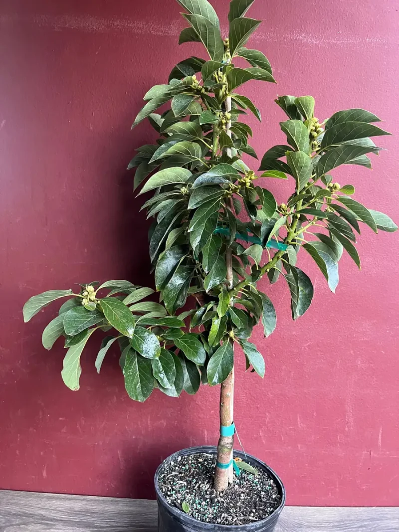 Russell Avocado Tree - Grafted Live Plant in 3 Gallons Pot