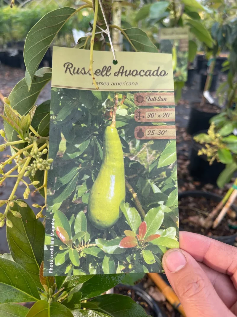 Russell Avocado Tree - Grafted Live Plant, 3 Gallon, 3 Feet Tall