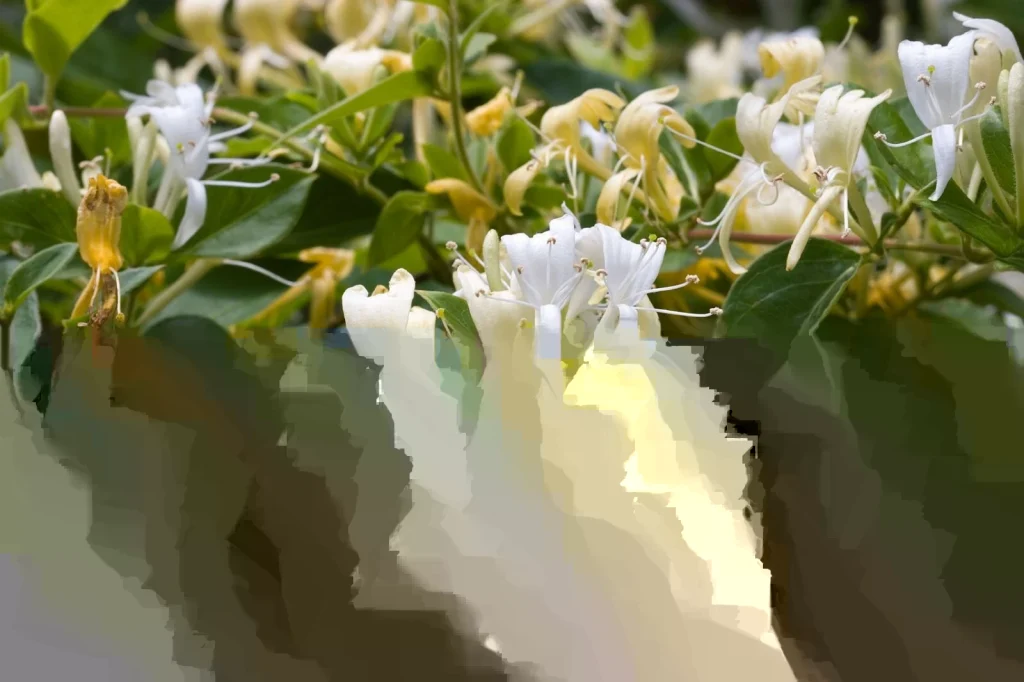Honeysuckle Vine Live Starter Plant - Fragrant Climbing Vine