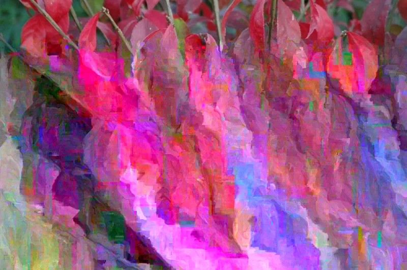 Burning Bush Live Bare Root Seedling Plant 4-8 Inches