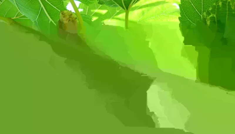 Red Mulberry Live Plants - 16-24 Inches Tall, Set of 2