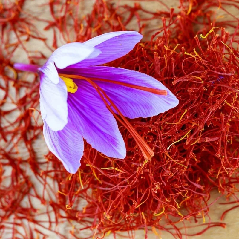 Saffron Autumn Crocus Seeds - 50 Seeds Fall Blooming Purple