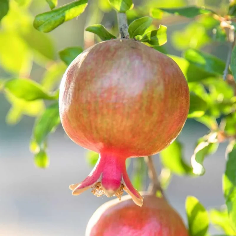 Salavatski Russian Pomegranate Tree Starter Plant Cold Hardy