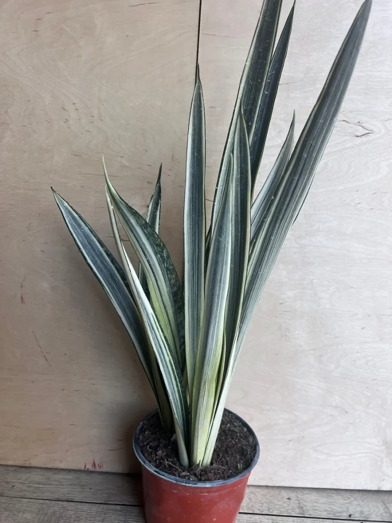 Sansevieria Bantel's Sensation Snake Plant - 6 inch Pot