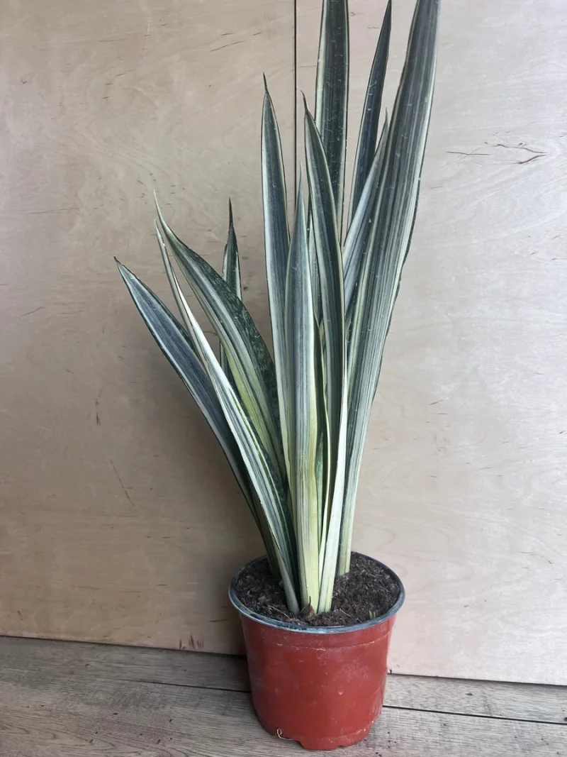 Sansevieria Bantel's Sensation Snake Plant - 6 inch Pot