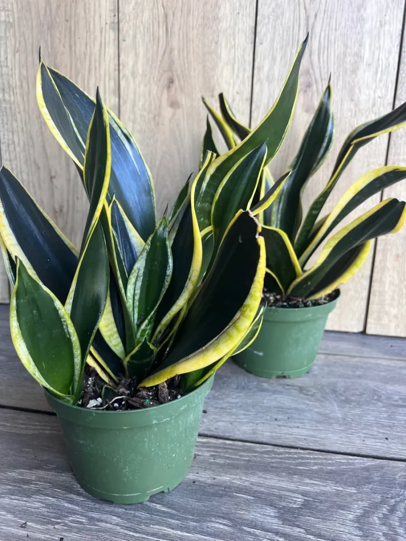 Sansevieria Black Gold Snake Plant - Easy Care Indoor Plant