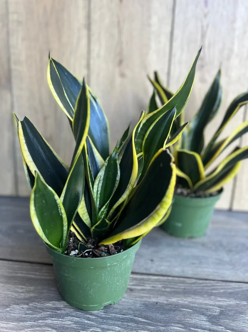 Sansevieria Black Gold Snake Plant - Easy Care Indoor Plant