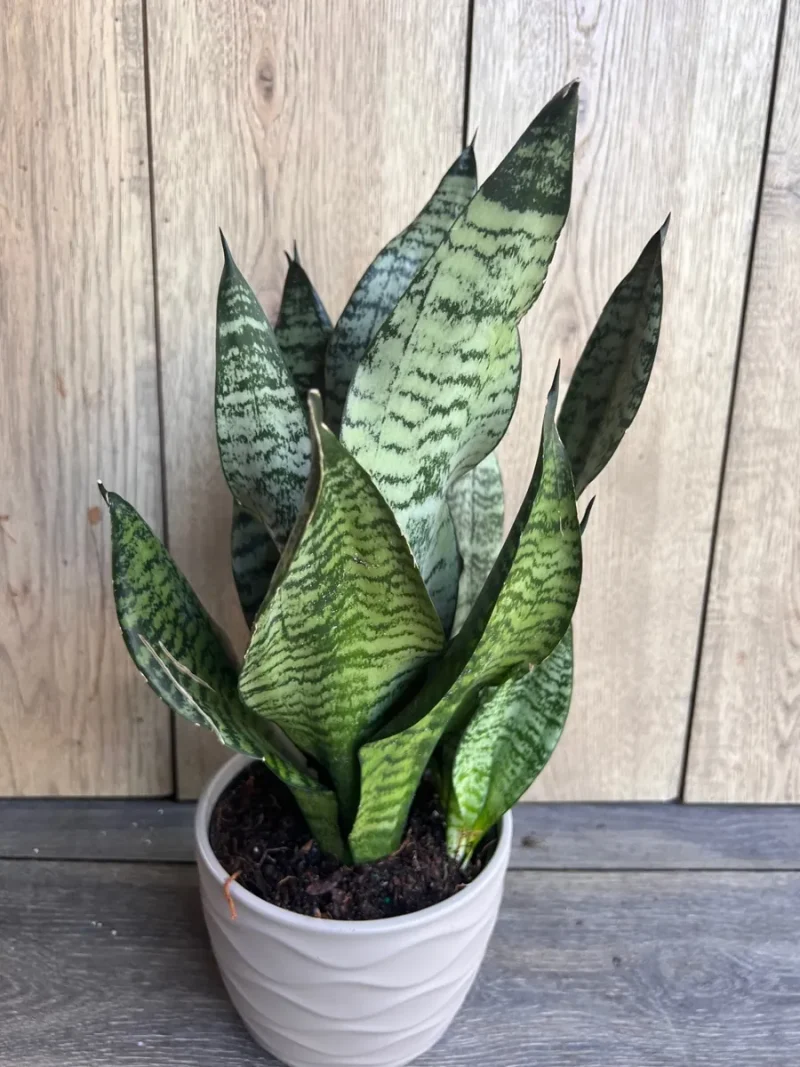 Sansevieria Futura Robusta Live Plant - 6 inch Pot