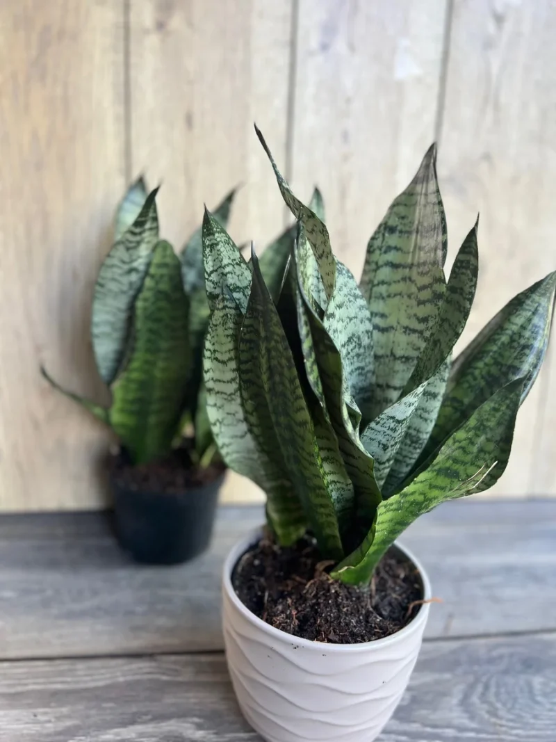 Sansevieria Futura Robusta Live Plant - 6 inch Pot