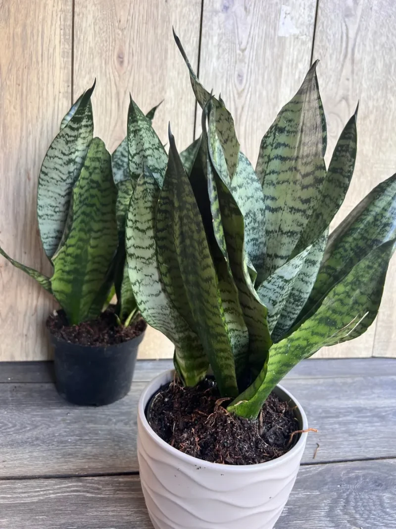 Sansevieria Futura Robusta Live Plant - 6 inch Pot