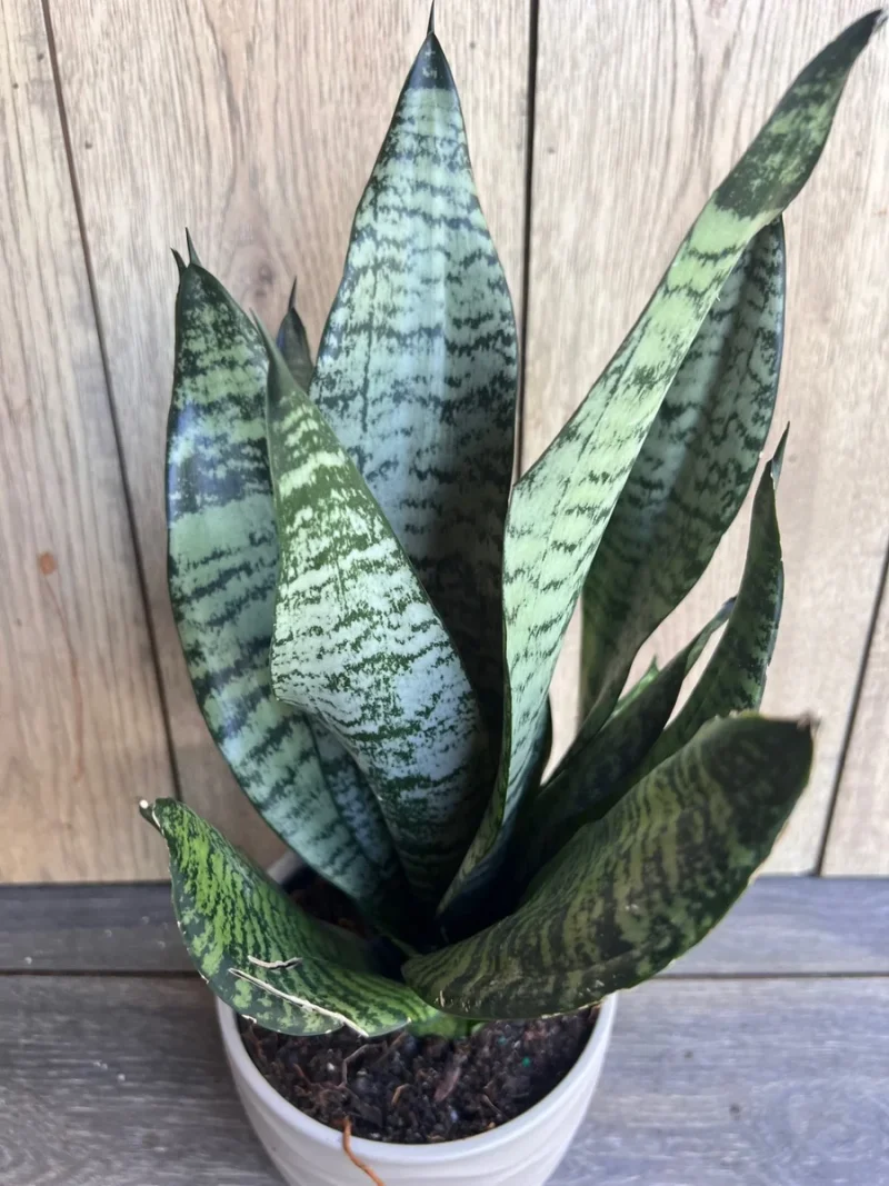 Sansevieria Futura Robusta Live Plant - 6 inch Pot