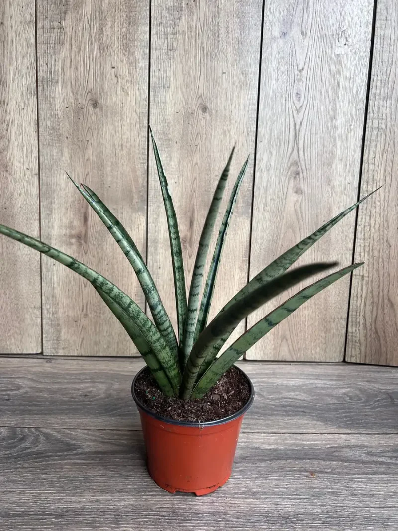 Sansevieria Javancia Live Plant - Low Maintenance Indoor Plant