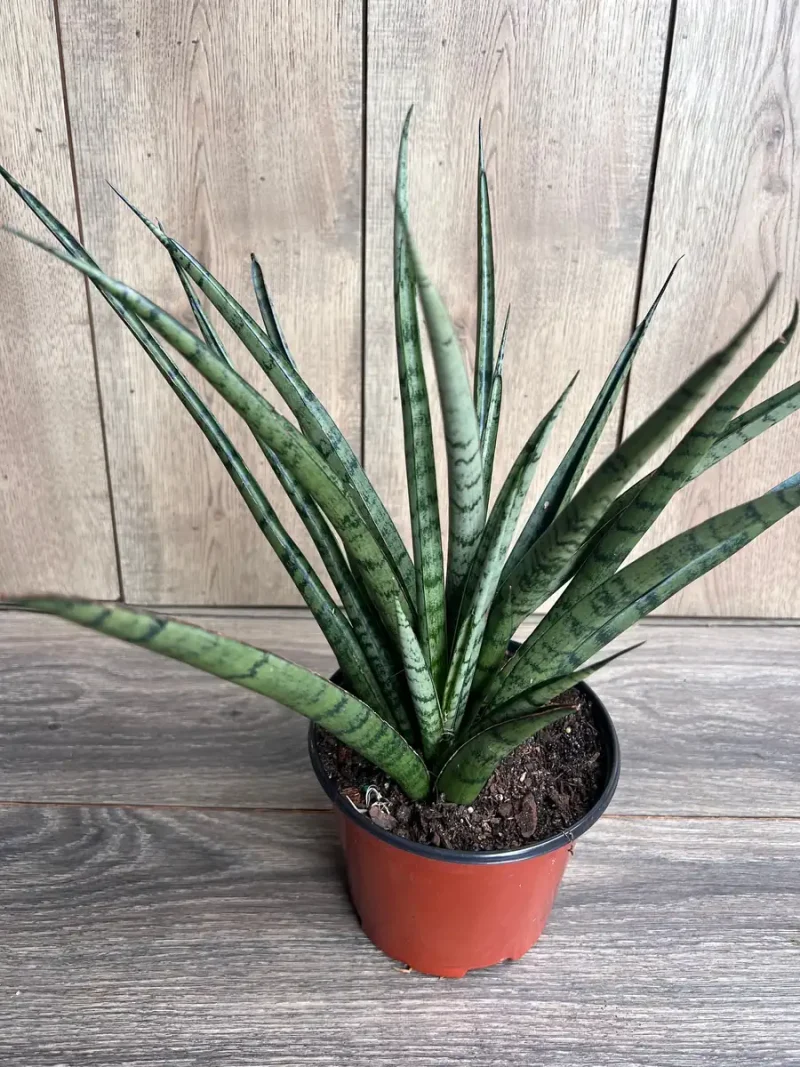 Sansevieria Javancia Live Plant - Low Maintenance Indoor Plant