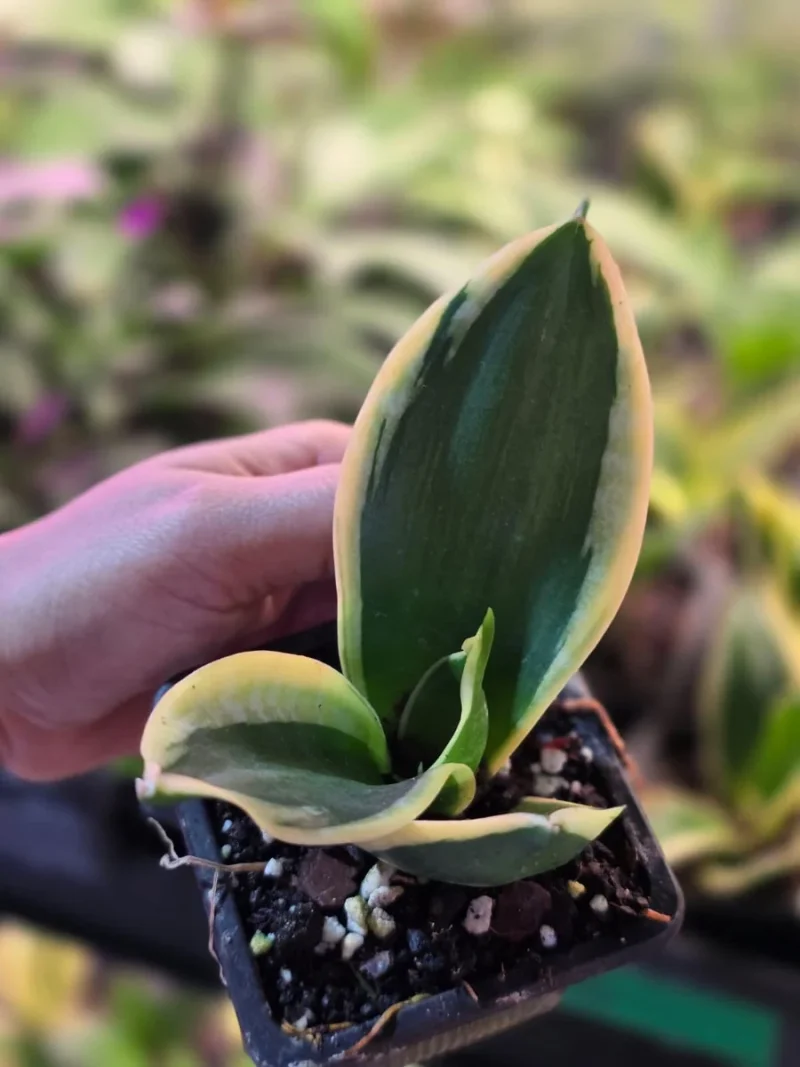 Sansevieria Laurentii Live Plant - Easy Care Snake Plant