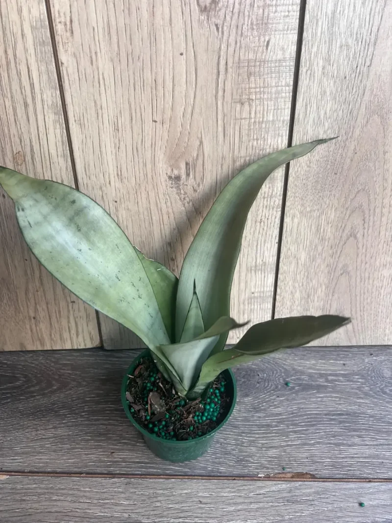 Sansevieria Moonshine Snake Plant - 4" Pot Live Houseplant