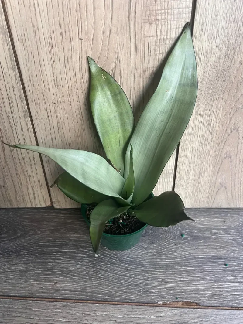 Sansevieria Moonshine Snake Plant - 4" Pot Live Houseplant