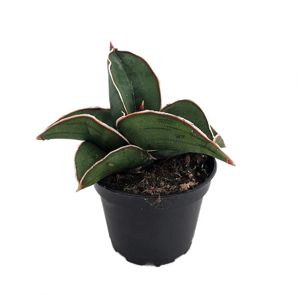 Sansevieria Samurai Snake Plant - 2 inch Pot - Live Houseplant