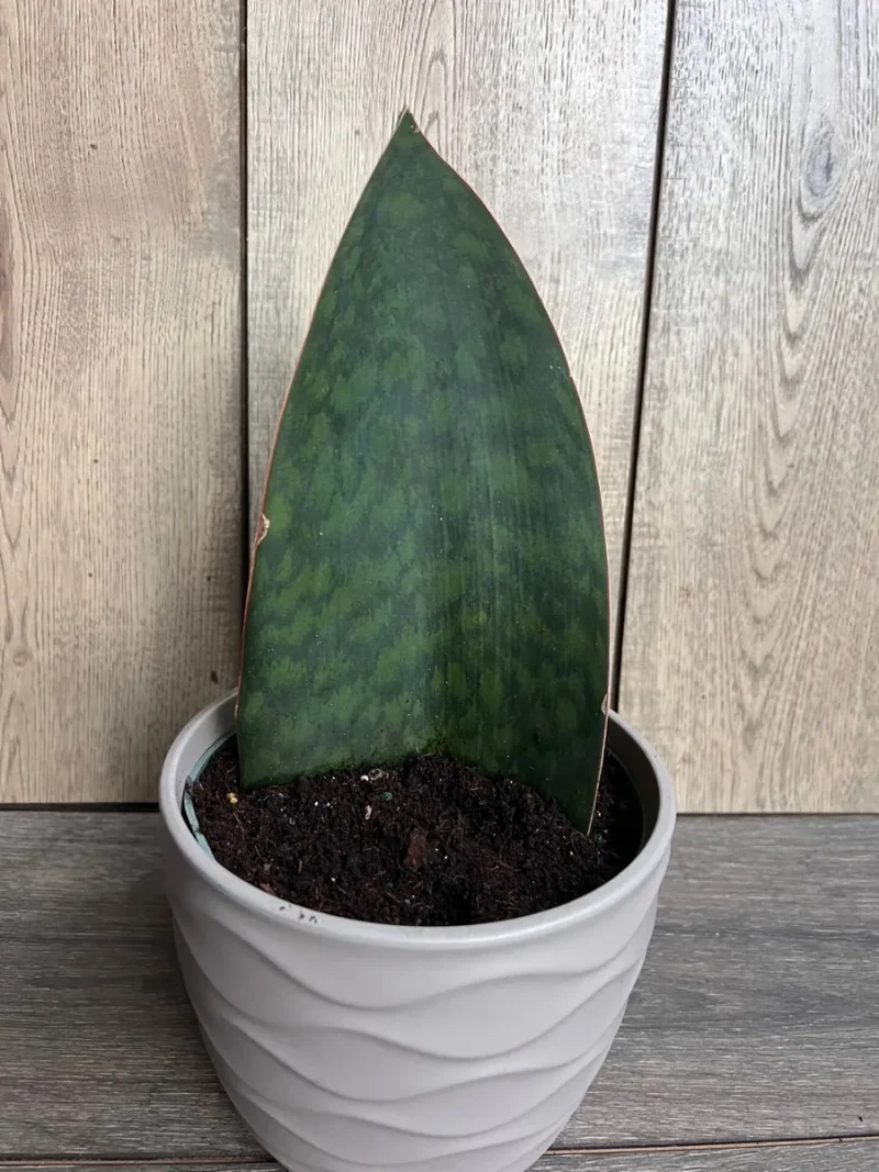 Sansevieria Whale Fin Snake Plant - Masoniana 6 inch Pot