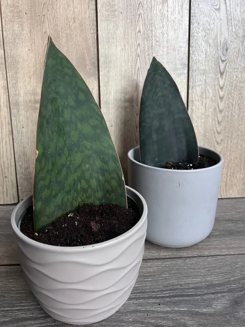 Sansevieria Whale Fin Snake Plant - Masoniana 6 inch Pot