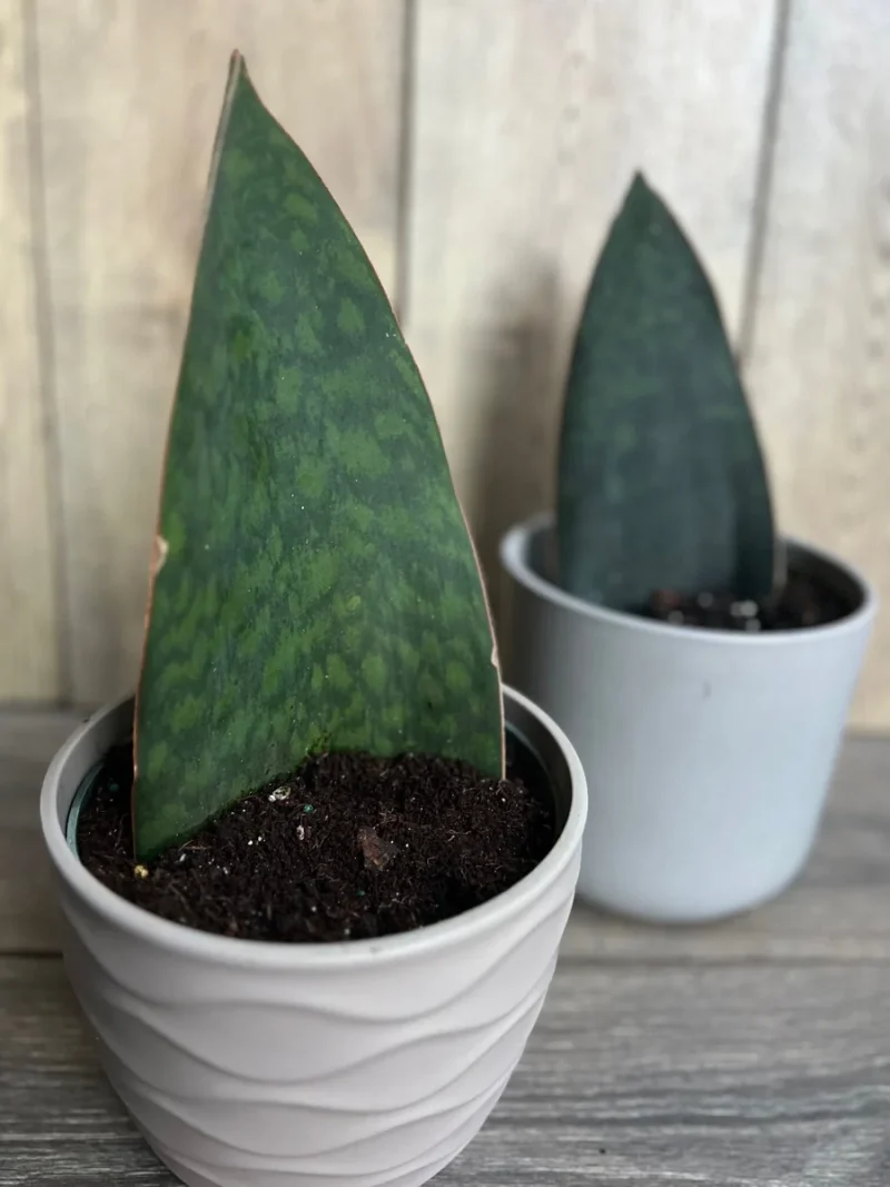 Sansevieria Whale Fin Snake Plant - Masoniana 6 inch Pot