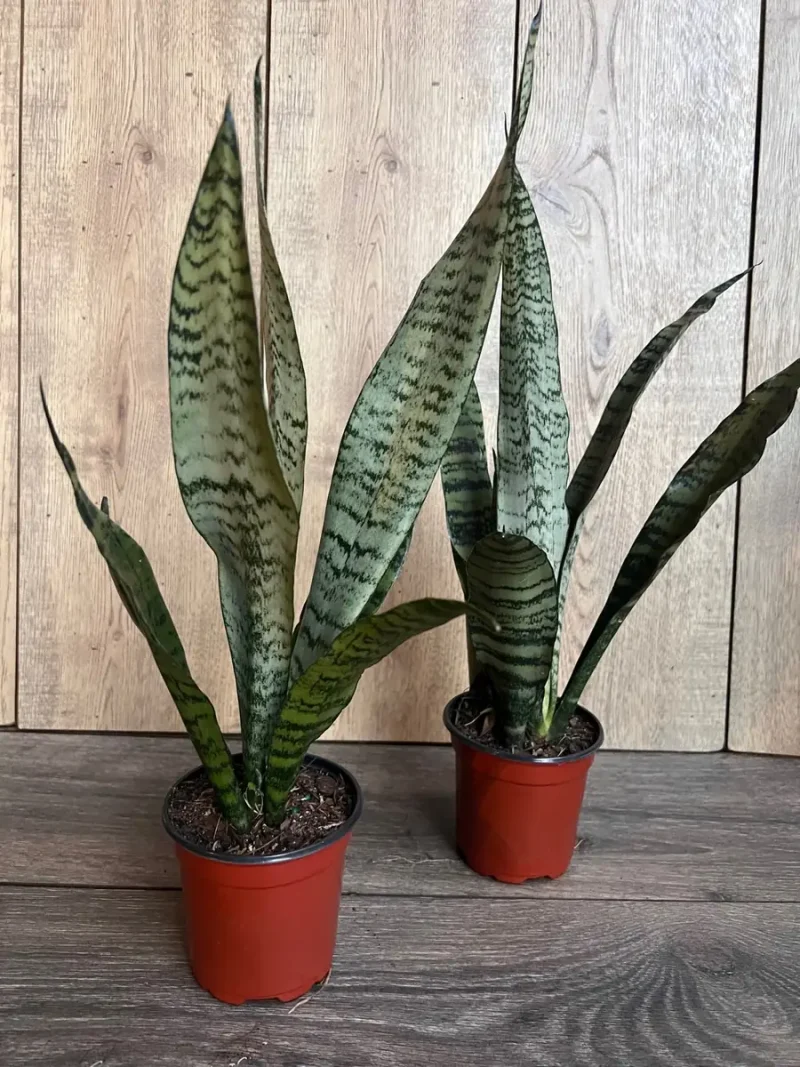 Sansevieria Zeylanica Snake Plant - 4" Pot Live Indoor Plant