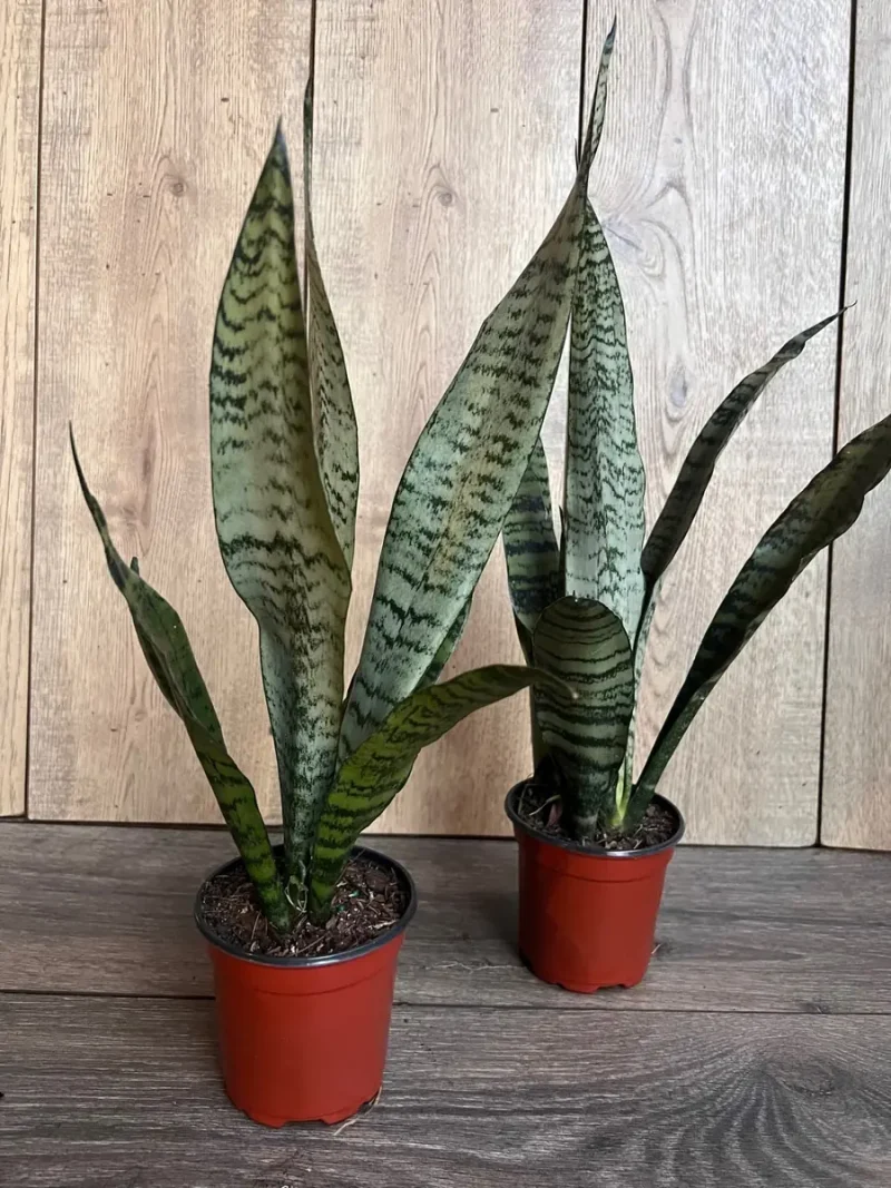 Sansevieria Zeylanica Snake Plant - 4" Pot Live Indoor Plant