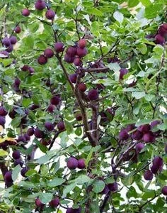 Santa Rosa Plum Tree Bare-Root - Delicious Fruit & Landscape